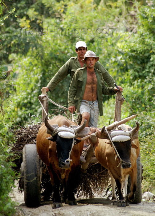 Ron Ridenour: Volunteer Farm Work in Cuba 1992-2006
