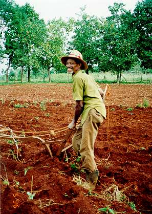 Ron Ridenour: Volunteer Farm Work in Cuba 1992-2006