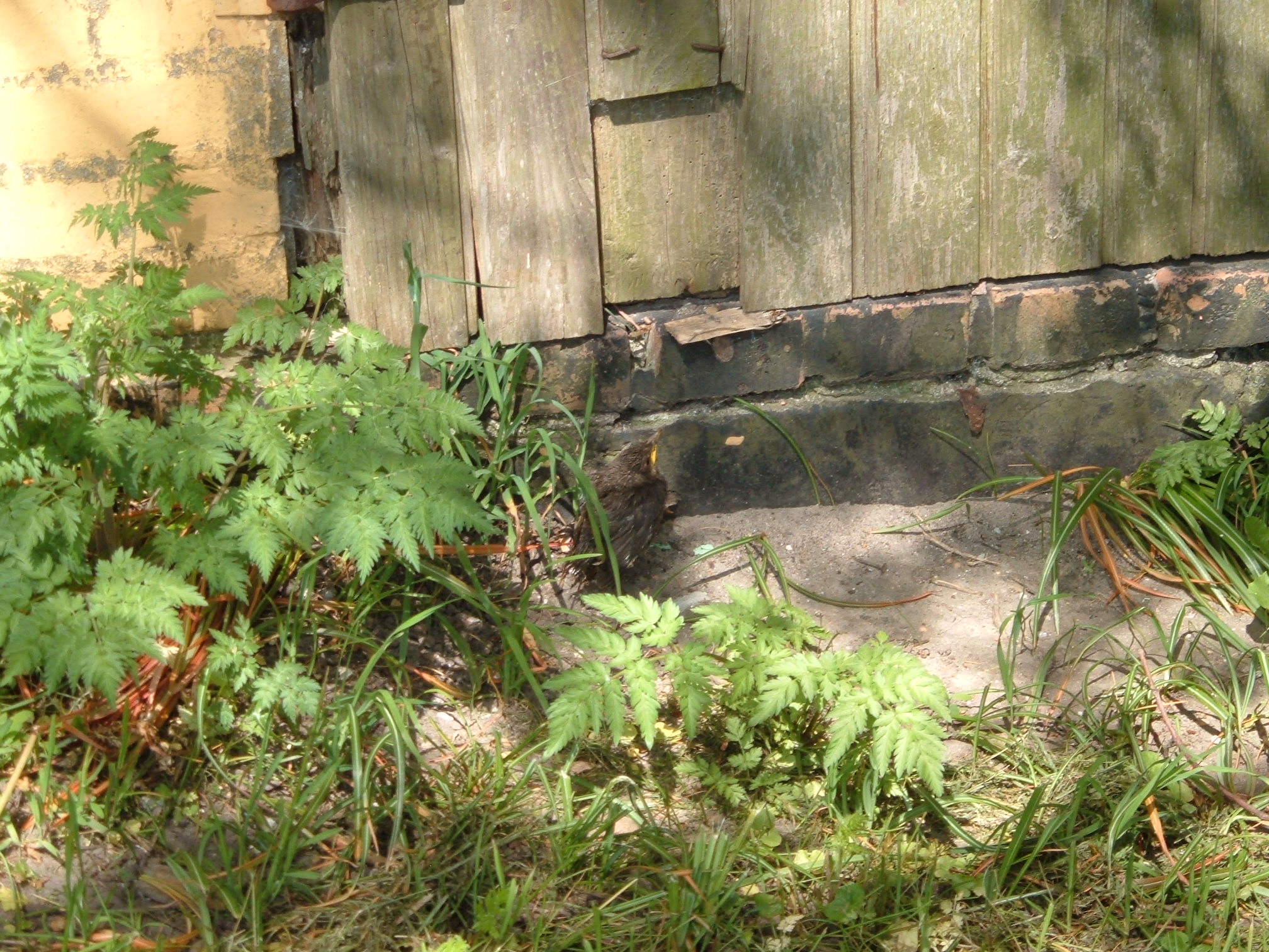 Ron Ridenour: Stærene og svaler, spurve, solsorte, skovduer, skader ...